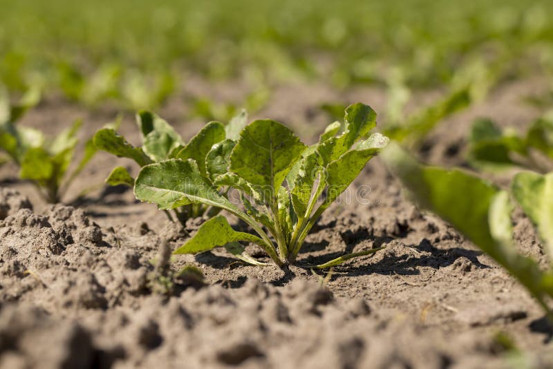 A Field with White Beetroot for the Production of White Beet Sugar ...