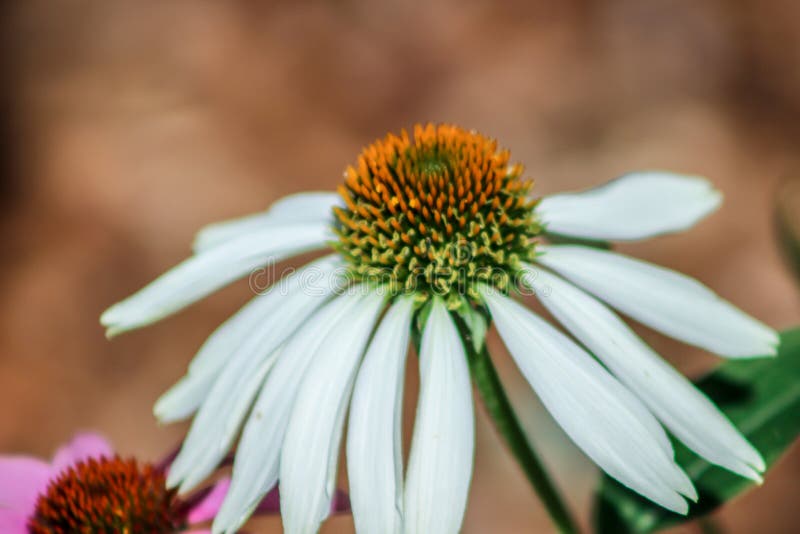 Field of White Cone Flowers Echinacea,common in Garden Stock Image ...