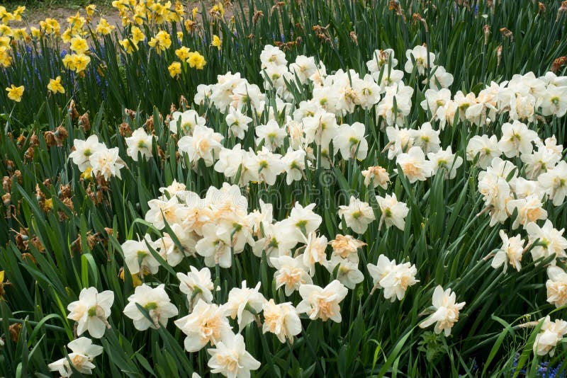 Field with White Daffodils Spring Flowers, Soft Focus Stock Image ...