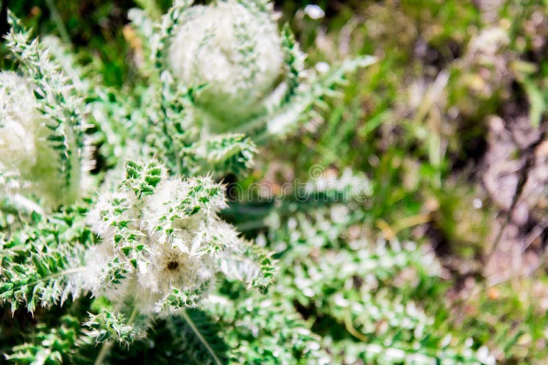 Field with White Furry Flowers Stock Photo - Image of furry, colorado ...