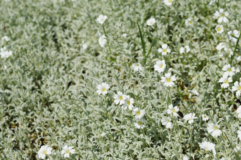 White grass stock photo. Image of belgian, meadow, field - 30225208