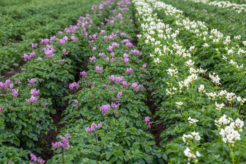 Potato Field with White Flowers Stock Photo - Image of culture, close ...