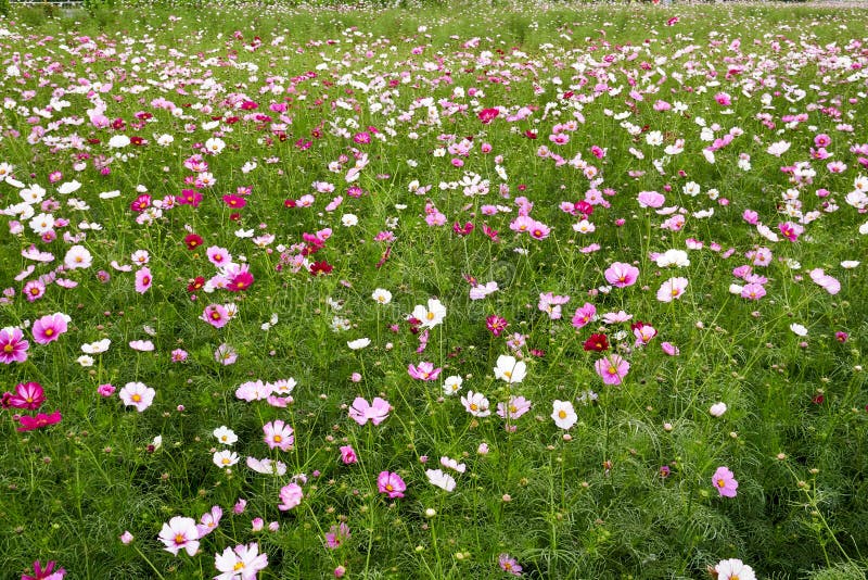 Field of White, Red, and Pink Cosmos at Jechun, South Korea Stock Photo ...