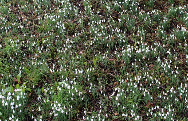 Field of White Snowdrops in a Field of Green. Stock Photo - Image of ...
