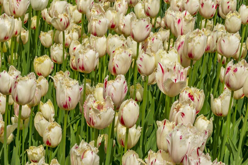 Field of white tulips stock photo. Image of outdoors - 182950136