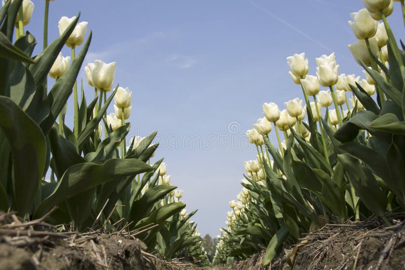 Field with white tulips stock photo. Image of flowering - 33094774