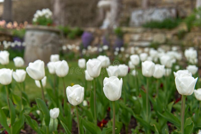 Field of White Tulips in the Garden Centre Stock Photo - Image of ...
