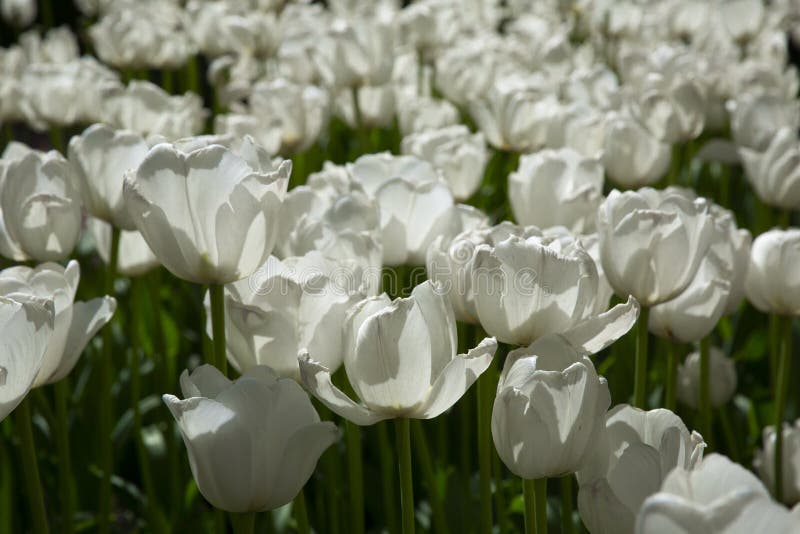 Field of White Tulips in the Park Stock Image - Image of bright, meadow ...