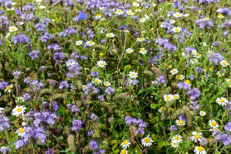 A Field of Wild Colourful Country Flowers and Plants Stock Photo ...