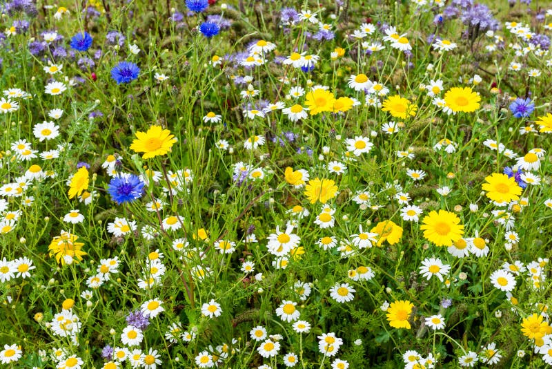 A Field of Wild Colourful Country Flowers Stock Image - Image of ...