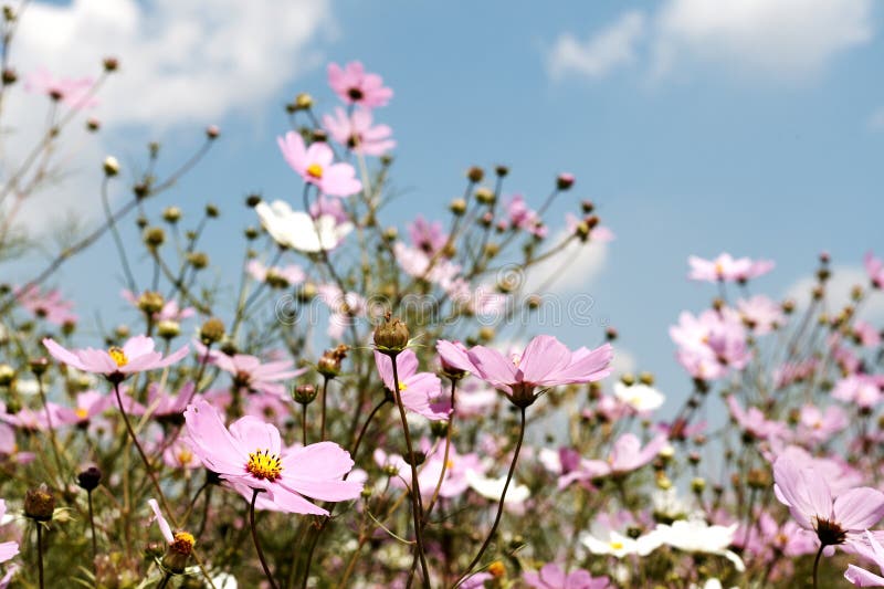 Field of Wild Cosmos Flowers Stock Photo - Image of landscape, cumulus ...
