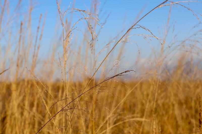 Field of wild dry grass stock image. Image of natural - 302429029