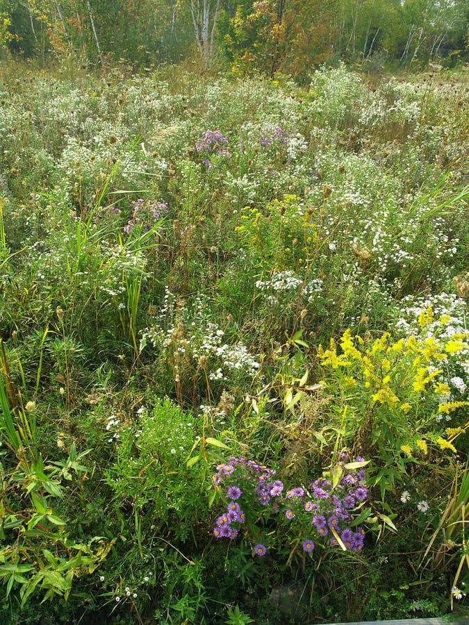 Field of Wild Flowers stock photo. Image of grass, growth - 3584864