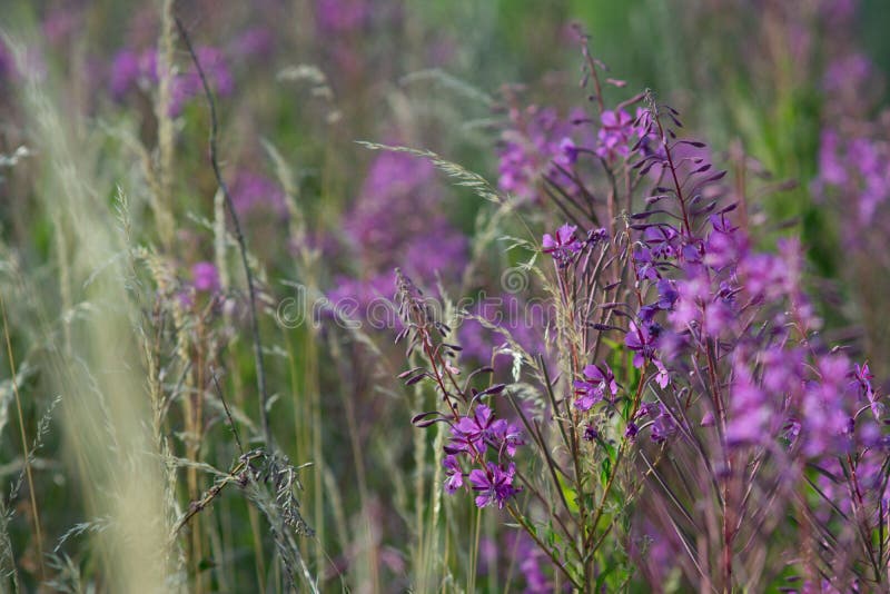 A Field of Wild Flowers Featuring a Beautiful Purple Fireweed in the ...