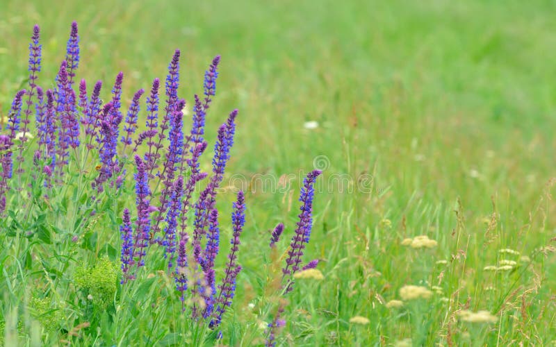 Field with Wild Flowers of Lavender Stock Image - Image of elegance ...