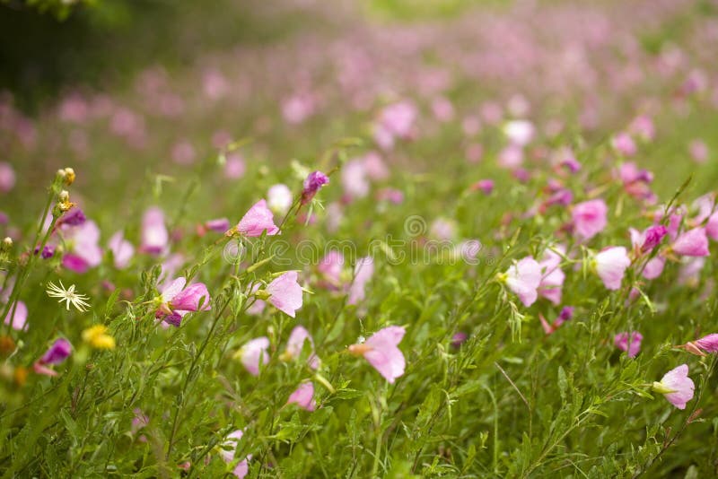 Field of Wild Flowers stock photo. Image of spring, field - 91516472