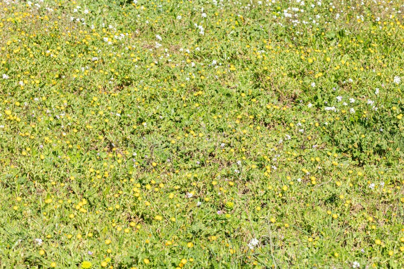 Field of wild flowers stock photo. Image of spring, field - 215547586