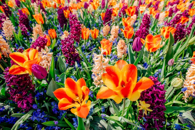 Field of Wild Flowers. Spring Landscape Holland Stock Photo - Image of ...