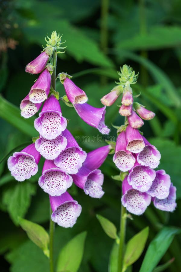 Field of Wild Foxglove - Digitalis Purpurea Stock Image - Image of ...