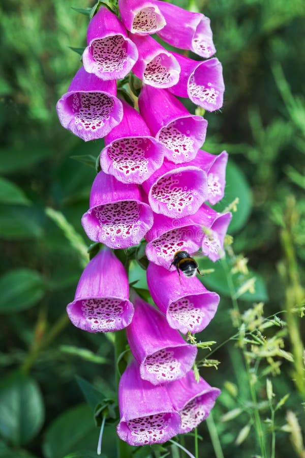 Field of Wild Foxglove - Digitalis Purpurea Stock Photo - Image of ...