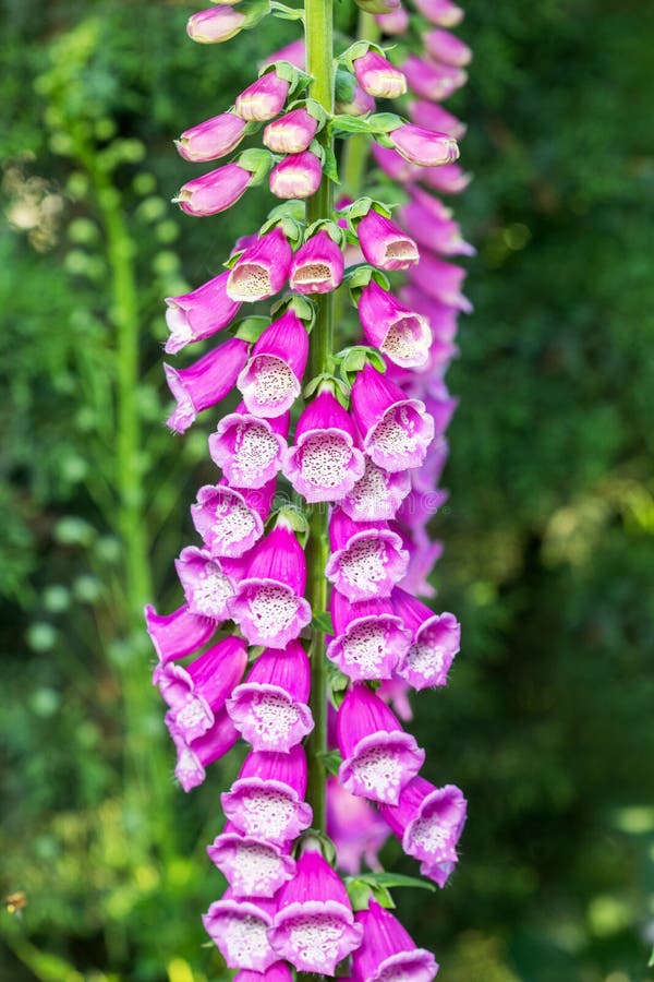 Field of Wild Foxglove - Digitalis Purpurea Stock Image - Image of june ...