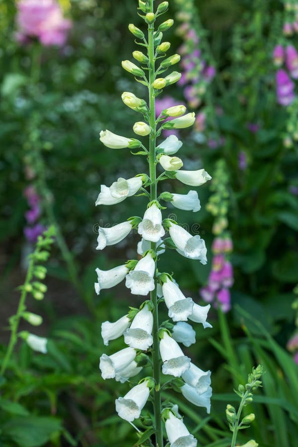 Field of Wild Foxglove - Digitalis Purpurea Stock Photo - Image of ...