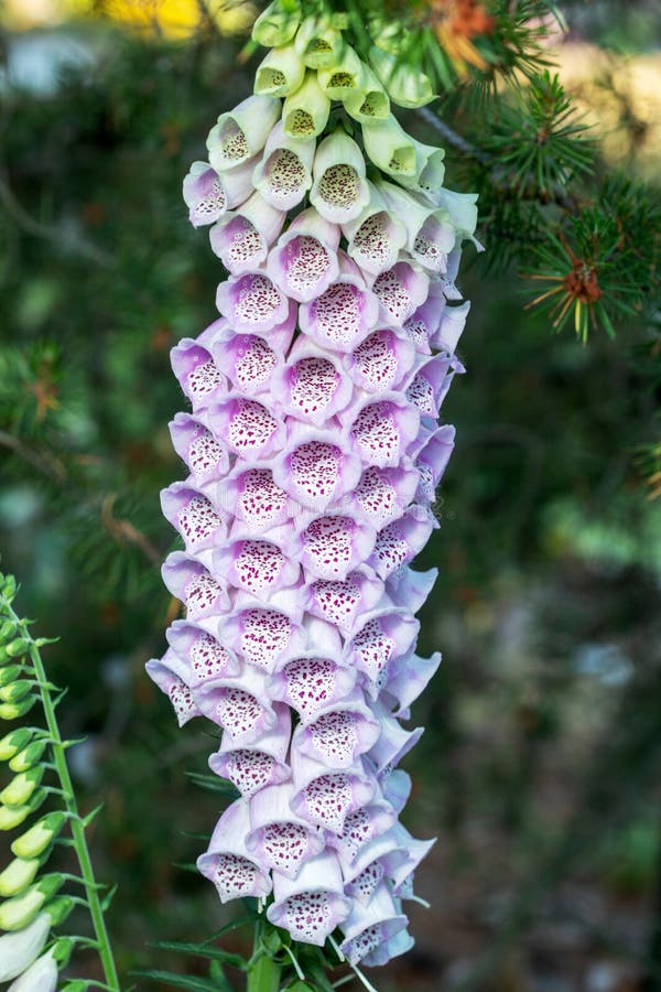 Field of Wild Foxglove - Digitalis Purpurea Stock Photo - Image of ...