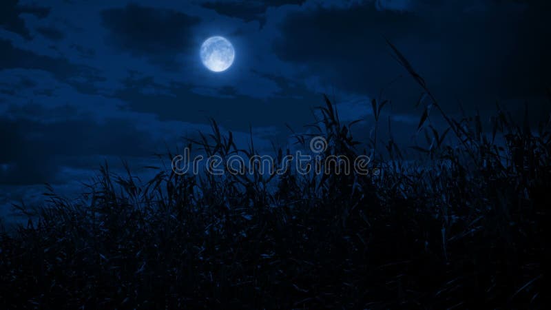 Field of Wild Grass at Night with Moon Above Stock Footage - Video of ...