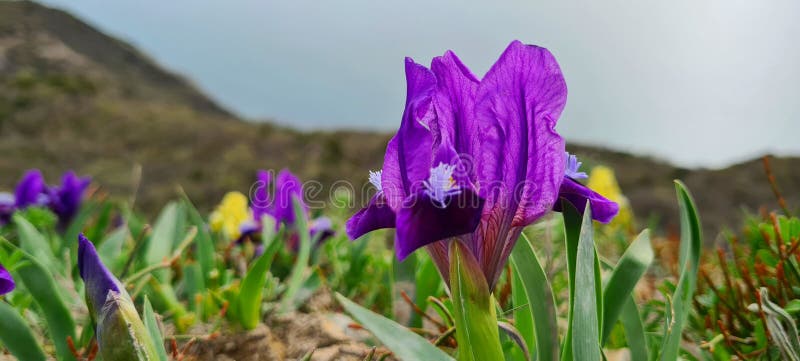 Field wild irises stock photo. Image of orchid, irises - 246034996