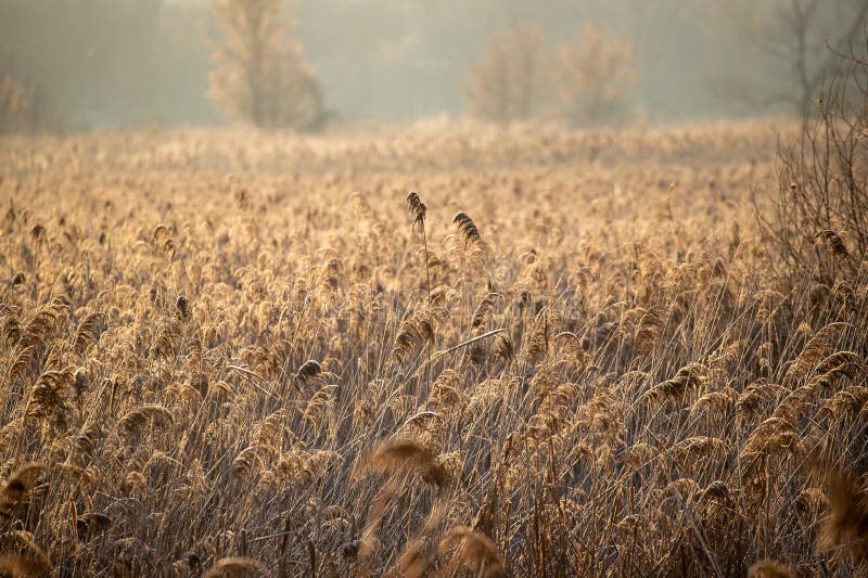 Field of reed stock photo. Image of plant, gold, farming - 303448814