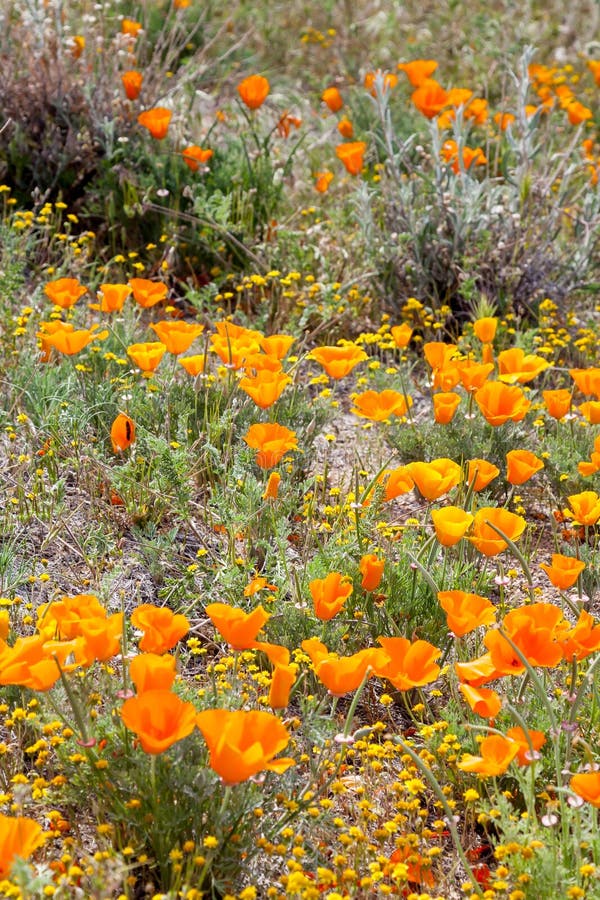 Field of Wild Orange Poppies Stock Photo - Image of habitat, nature ...