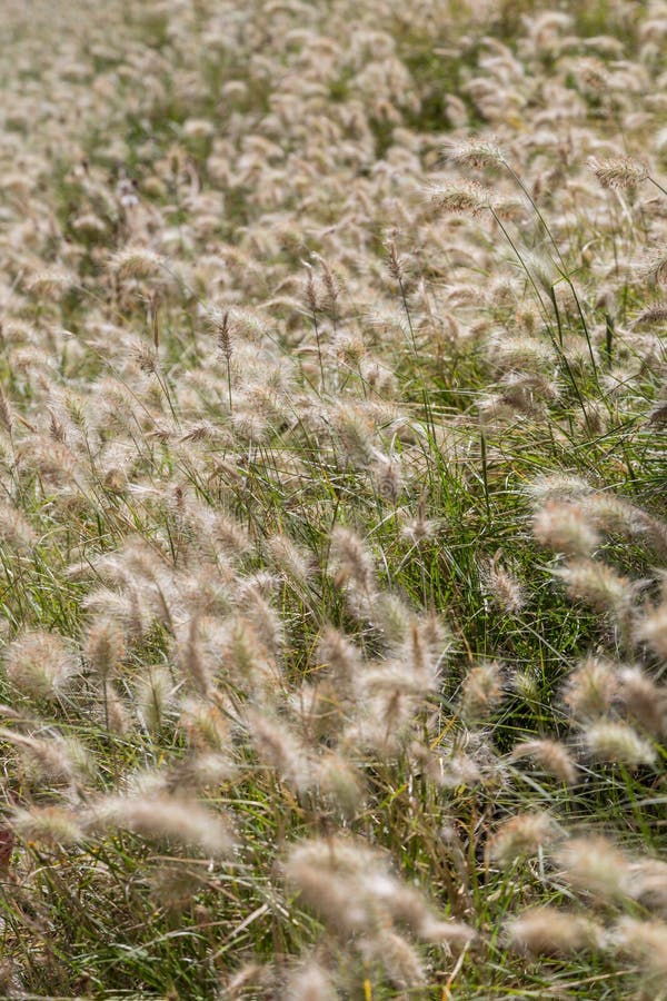 Field of a Wild Plants with Fluffy Spikes Stock Photo - Image of seed ...