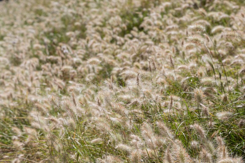 Field of a Wild Plants with Fluffy Spikes Stock Image - Image of ...