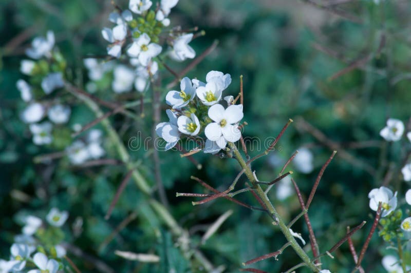 Field of Wild Plants in Spring Stock Photo - Image of green, grass ...