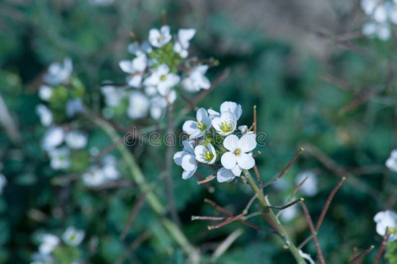 Field of Wild Plants in Spring Stock Image - Image of wildflower ...