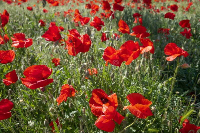 Field of Wild Red Poppies. Wildflowers in Spring. Poppies Meadow Stock ...