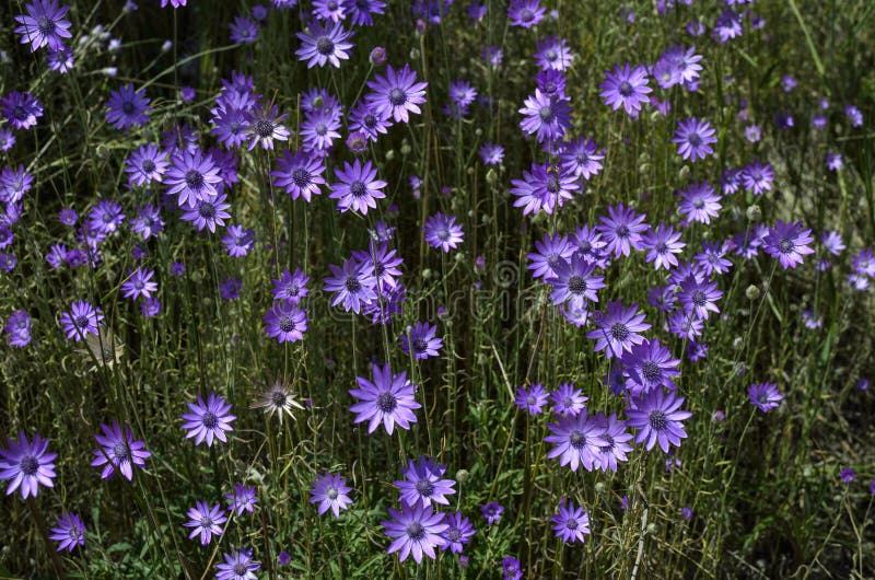 Field of Wild Violet Flowers Stock Image - Image of daisy, closeup ...