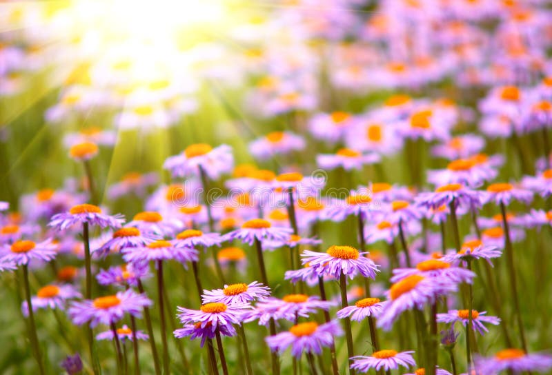 Field of Wild Violet Flowers Stock Photo - Image of blossom, flora: 8032668