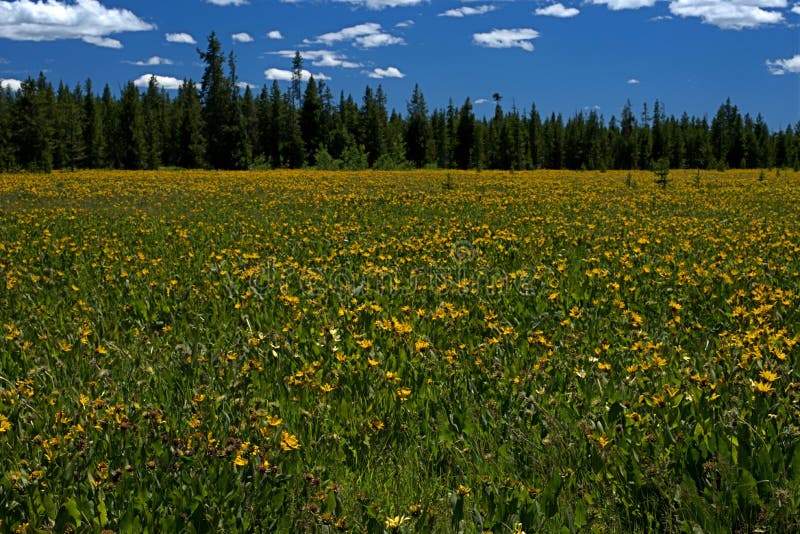 Field with Wild Yellow Flowers Stock Photo - Image of nature, spring ...