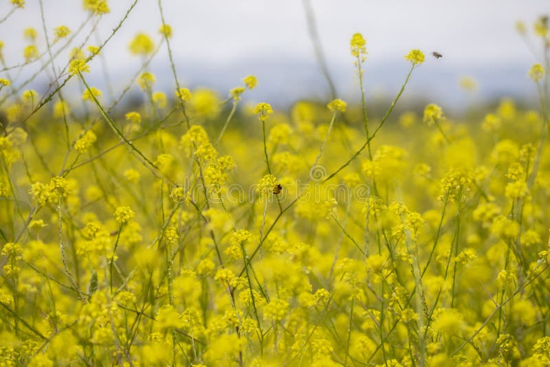 Field of Wild Yellow Mustard Against the Blue Sky Stock Photo - Image ...