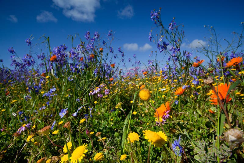 57+ Colorful field wildflowers Free Stock Photos - StockFreeImages