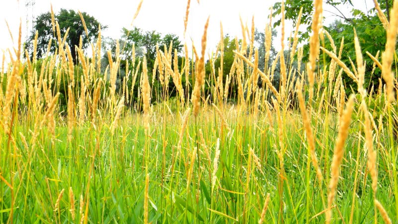 Field of wildgrass stock image. Image of landscape, field - 90884581