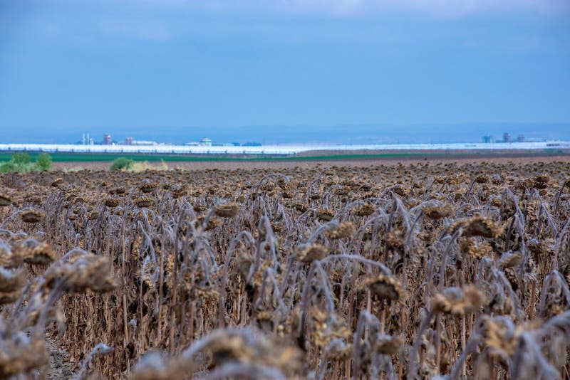 Field of Wilted Dry Sunflowers Under a Blue Sky Stock Photo - Image of ...