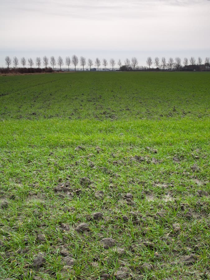 Field of winter barley stock image. Image of netherlands - 38701993