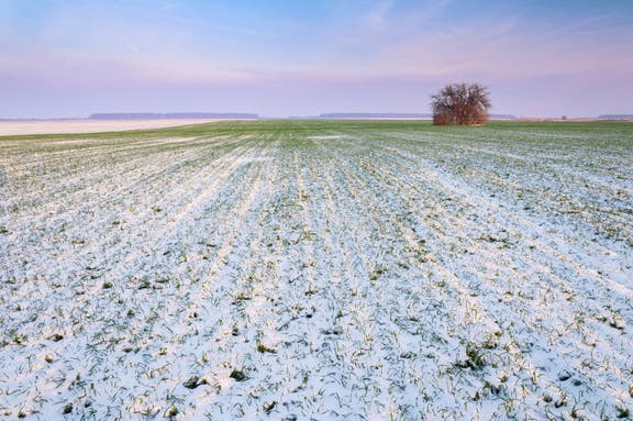 A Field of Winter Crops is Covered with the First Snow Stock Image ...