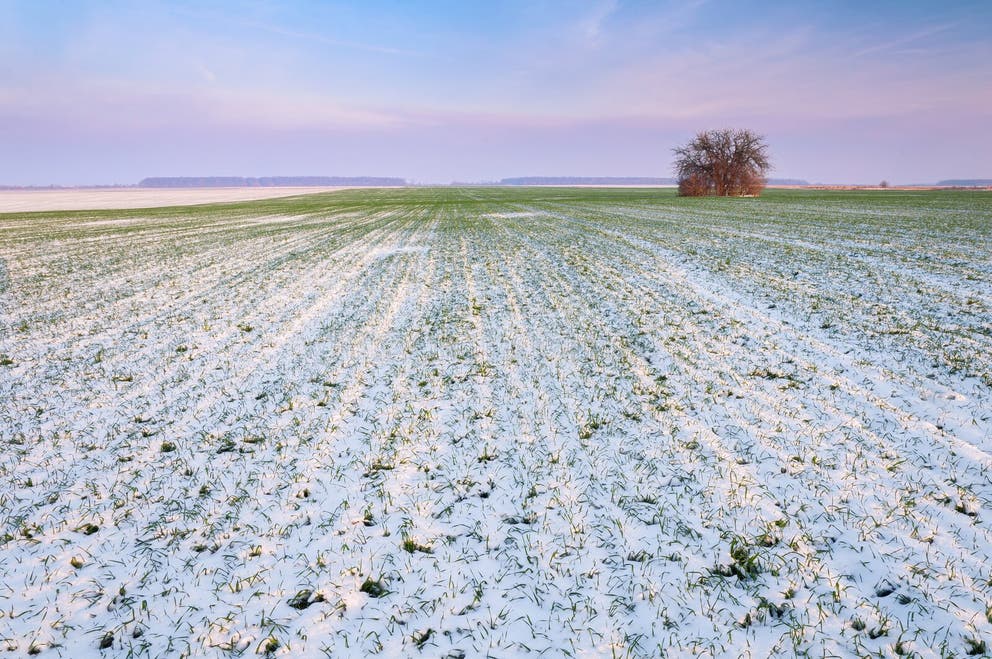 A Field of Winter Crops is Covered with the First Snow Stock Image ...