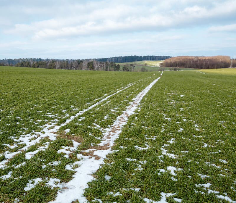Crops In The Snow. Winter Season Growth Stock Photo - Image of frost ...