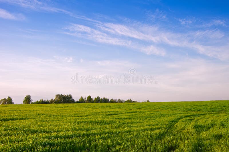 Field with Winter Crops. Spring.. Stock Image - Image of meadow, blue ...