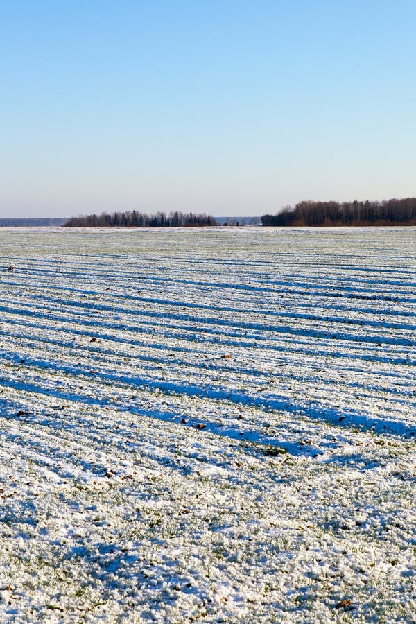 Field in winter. stock photo. Image of frost, background - 36935720