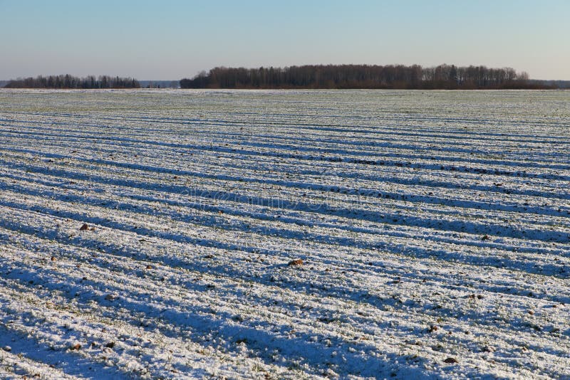 Field in winter. stock image. Image of farm, field, light - 36935727